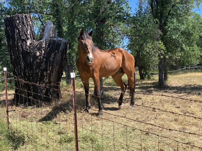 Two new horses rescued for Carrying Heroes | News | actionnewsnow.com