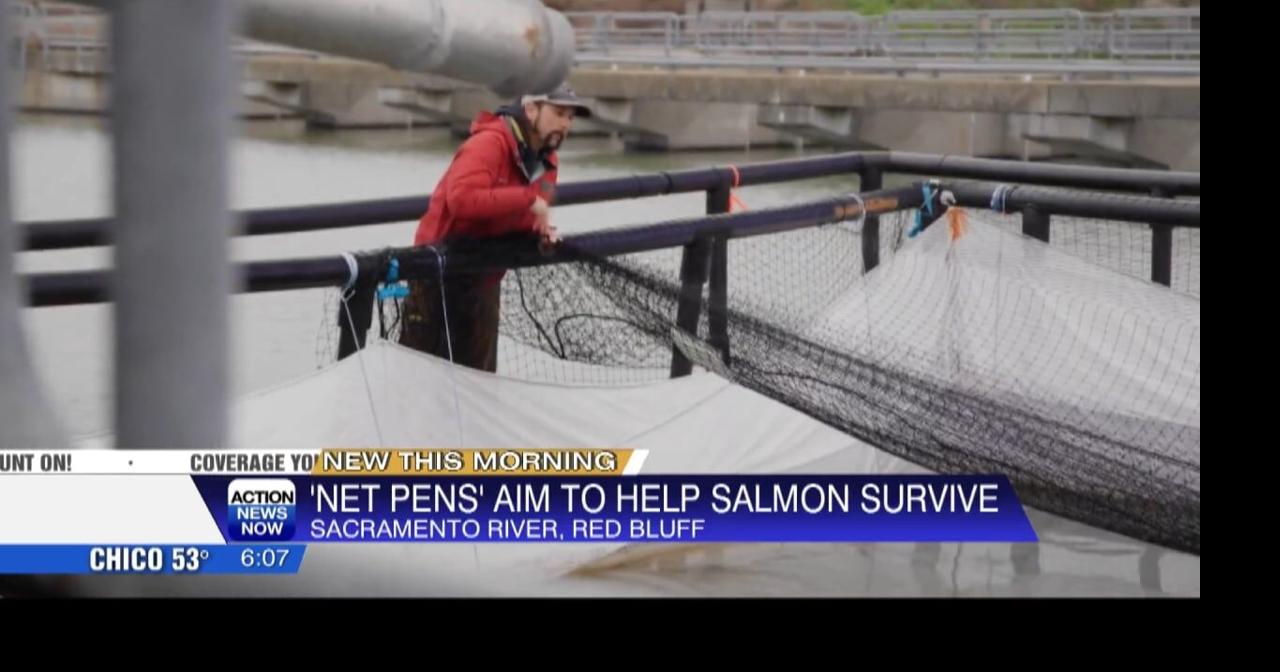 New Red Bluff salmon pens could teach fish the path back home on the ...