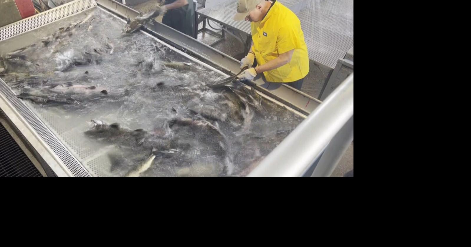Summer maintenance begins at Feather River Fish Hatchery in Oroville ...