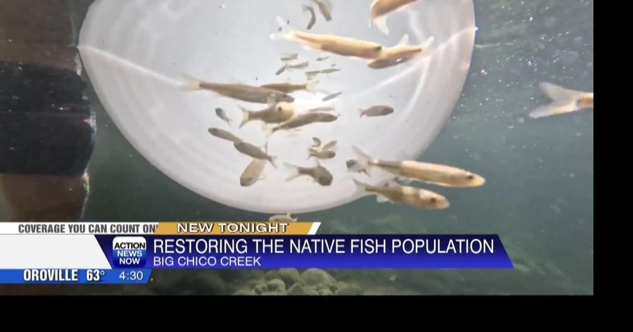 California Department of Fish & Wildlife working to reintroduce native ...