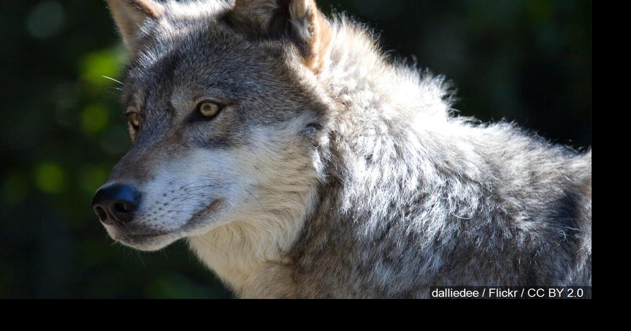 New wolf pack discovered in Plumas County, state confirms 175 attacks ...