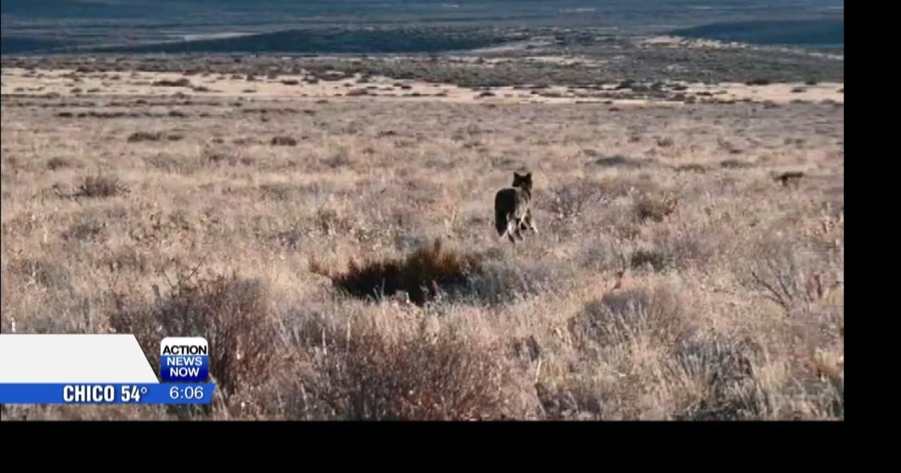 New wolf pack discovered in Plumas County, state confirms 175 attacks ...