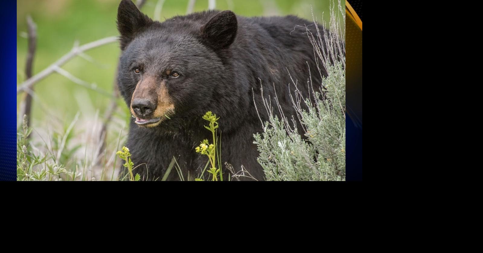 CDFW releases updated Black Bear Conservation and Management Plan for ...