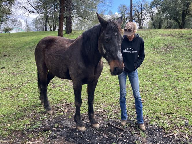 Rescued horses helping rescue people through Carrying Heroes nonprofit ...