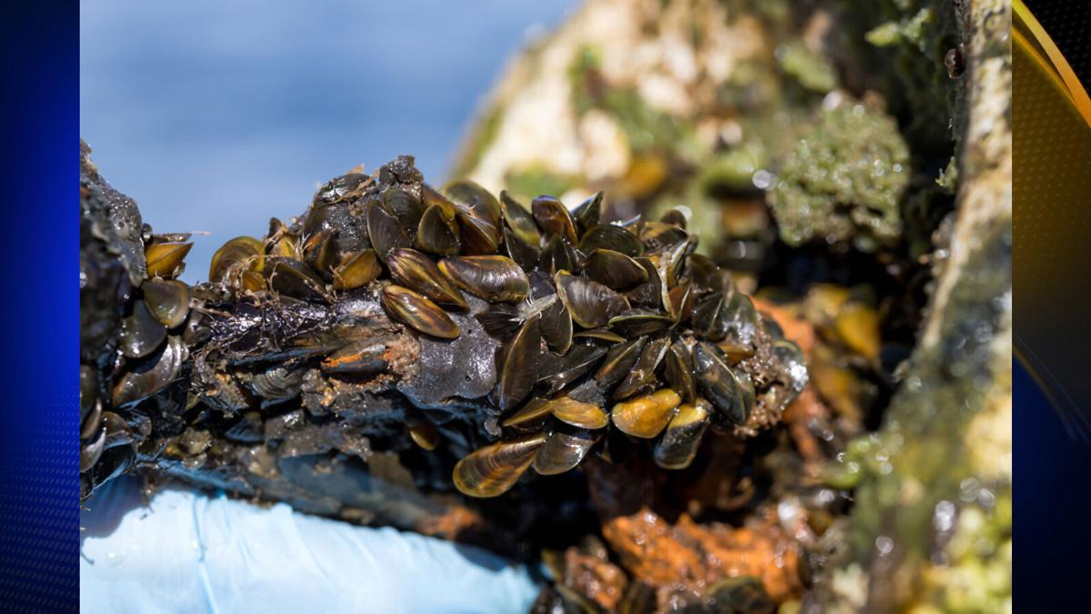 Lake Oroville drops invasive mussel inspections after risk review ...