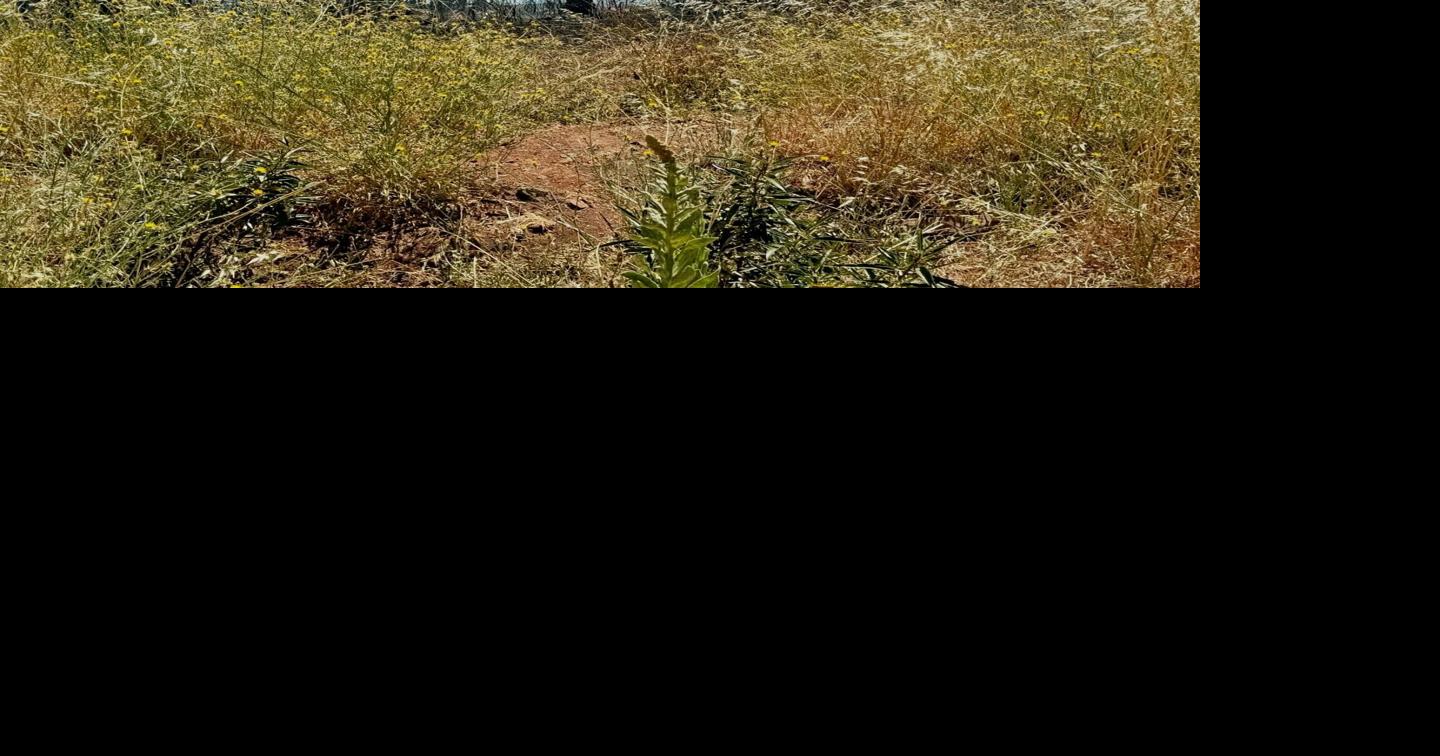 Firefighters stop forward spread of vegetation fire in Concow | News ...