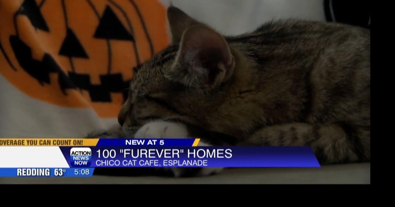 Chico Cat Cafe celebrates its 100th adoption | News | actionnewsnow.com