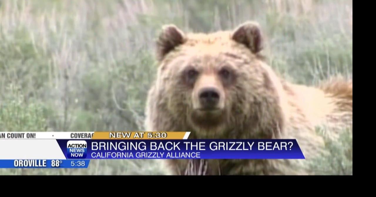 California group pushes to bring back grizzly bears | News ...