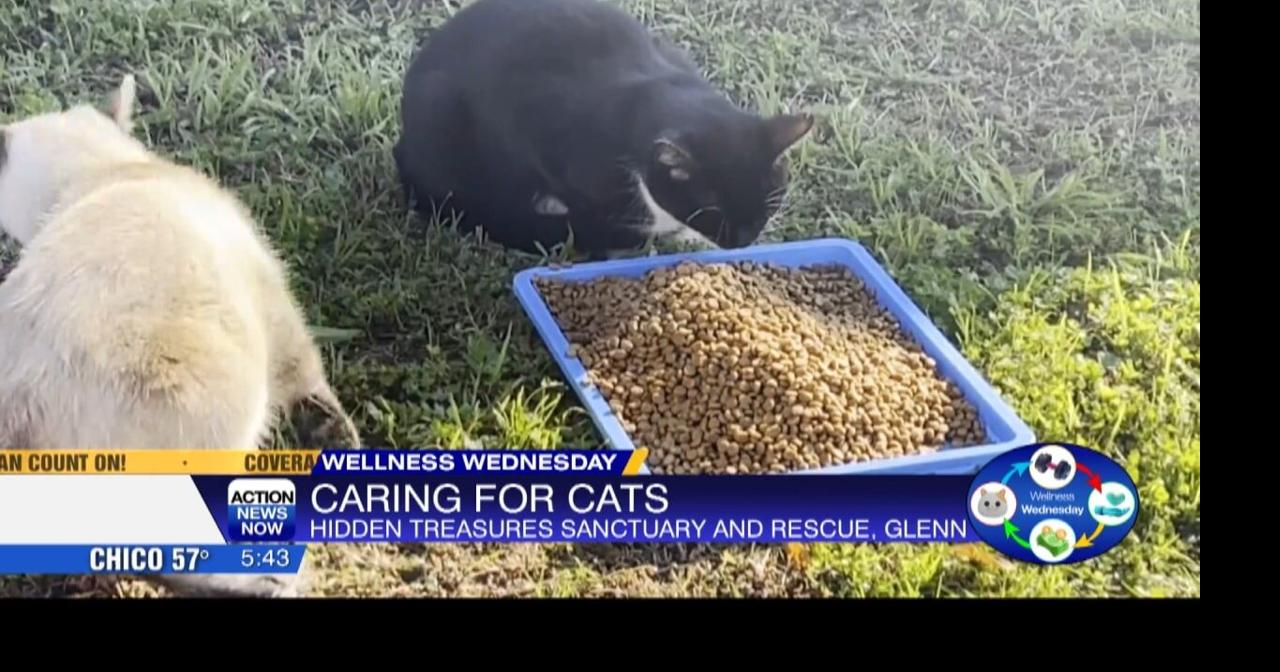 Glenn County sanctuary helps 300 cats find homes | Video ...