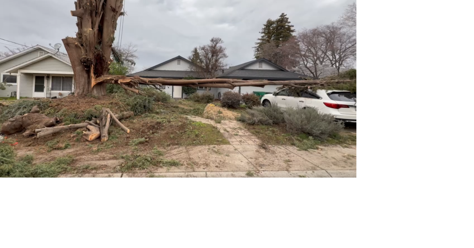 Crews remove 80 foot tall cypress tree after part of it falls on two ...