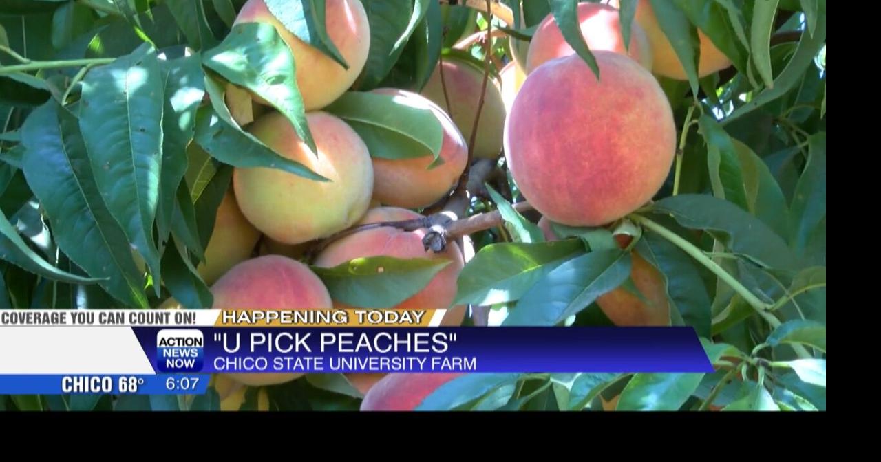 Chico State hosts U-Pick peaches event this weekend | Video ...