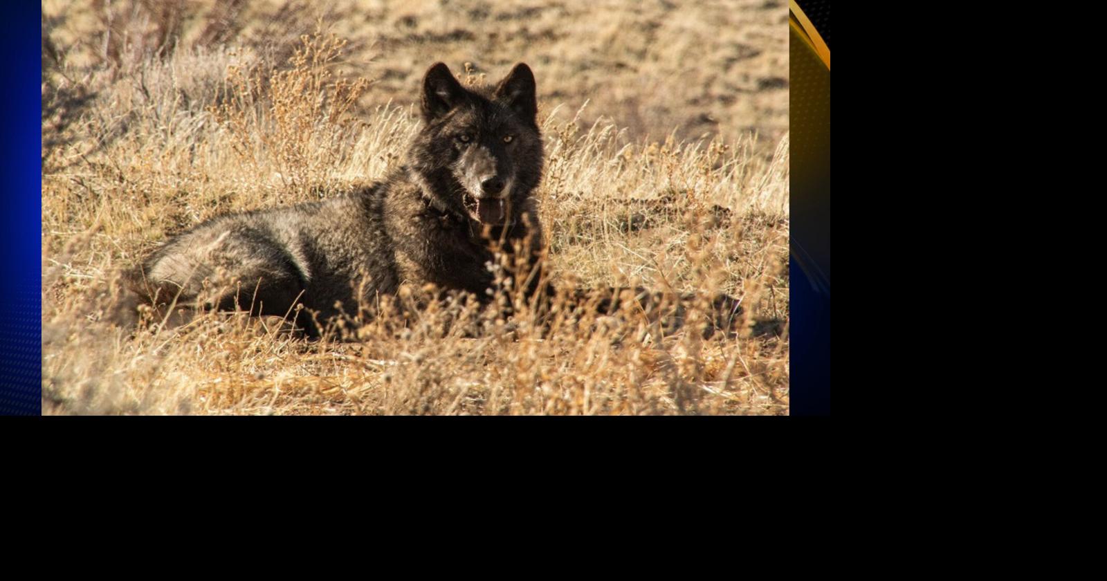 CDFW removes wolves in Sierra Valley after livestock losses | News ...