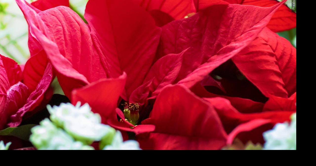 Chico State University Farm holiday flowers sale | Local ...