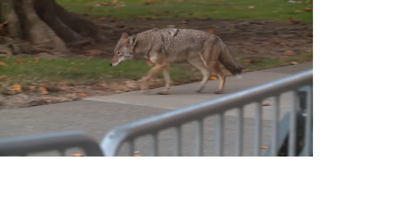 Calif. Fish and Game Commission responds to Action News Now concerning ...