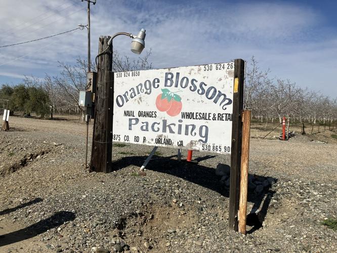 Orange Blossom in Orland donates oranges to local schools | News ...