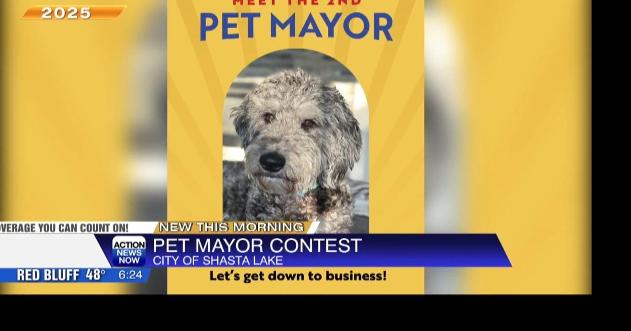 City of Shasta Lake taking nominations for Pet Mayor Contest | Video ...