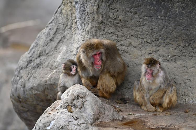 Punch the monkey is finally making friends and fitting in ...