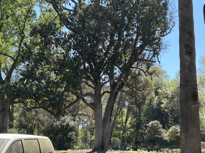 Bidwell Mansion's historic tree could be recognized as state's largest ...