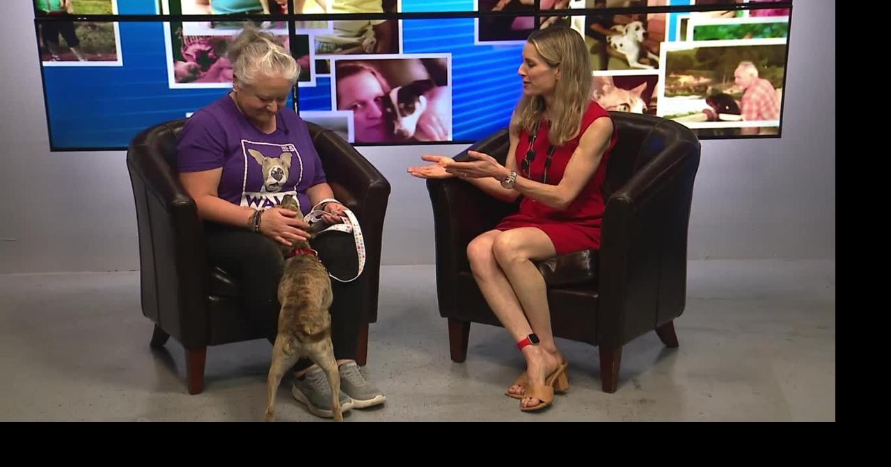 Pet of the Week: Lex | Video | actionnewsnow.com