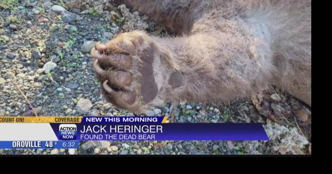 Graphic: Igo man encounters dead bear on the side of the road | Local ...