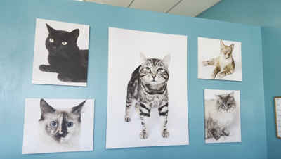 Chico non-profit reconnects owners with pets they thought they lost in ...