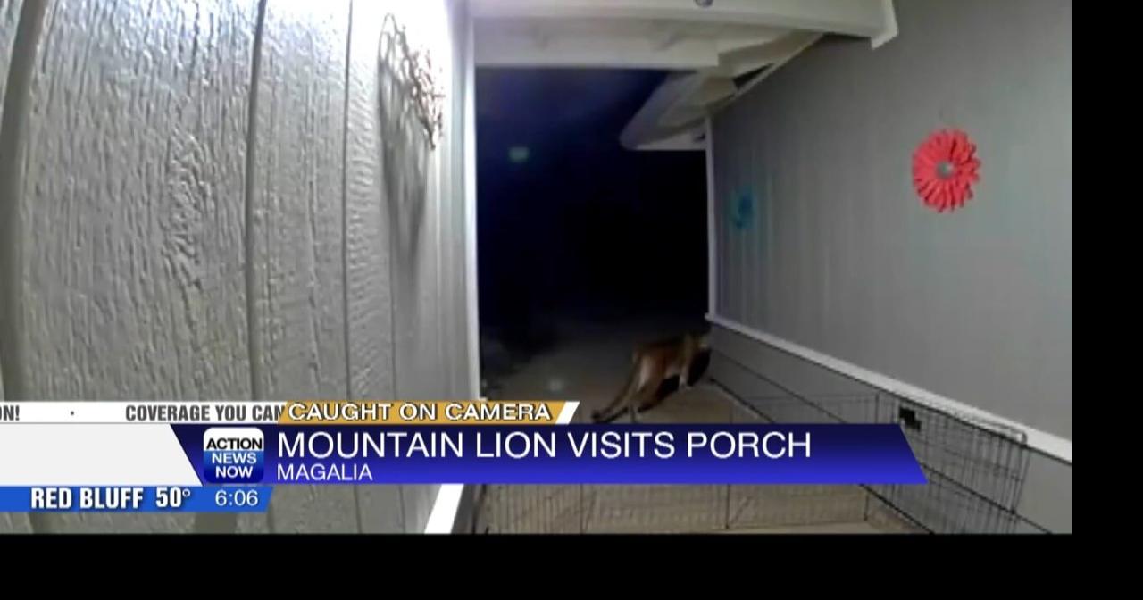 Caught on Camera: Close encounter with mountain lion in Magalia | Video ...