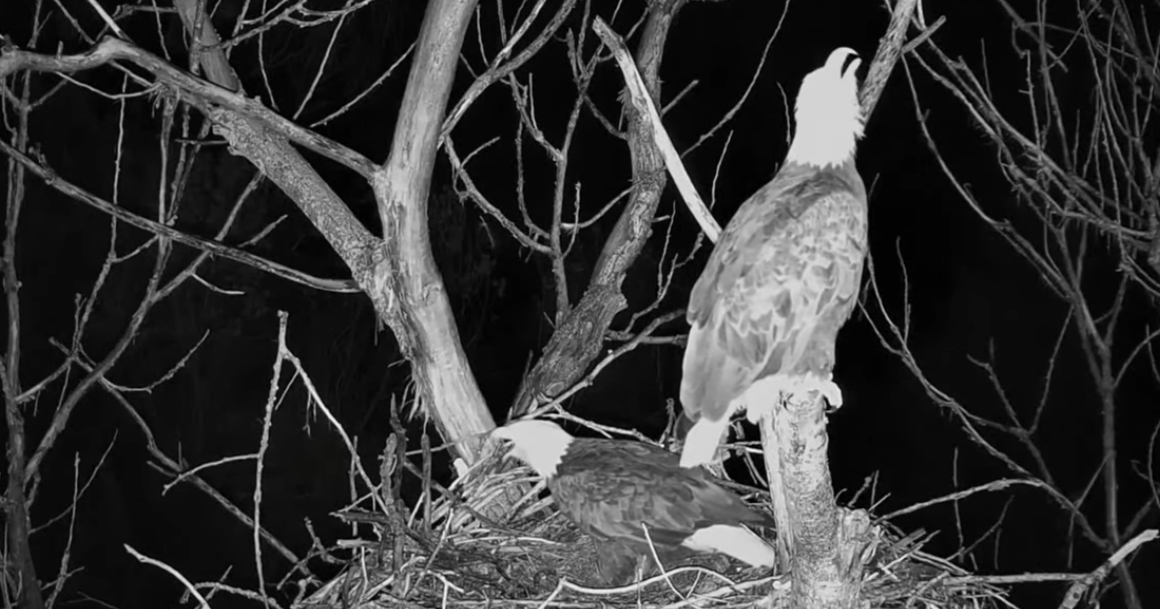 Redding eagles' nest falls as tree goes down during winter storm ...