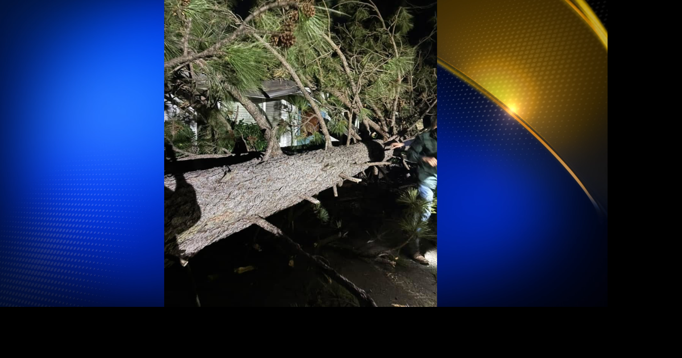 Gusty winds topple trees in Paradise and Magalia early Monday | News ...