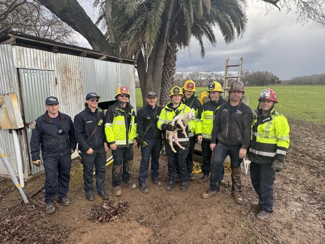 Firefighters from CAL FIRE Butte Unit rescue baby goat | News ...