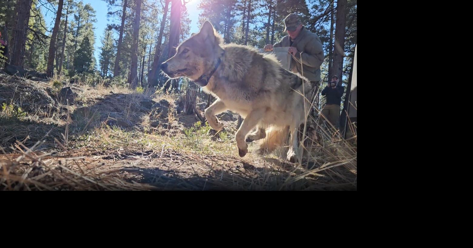Lassen County sheriff warns wolves are now 'killing for the sake of ...