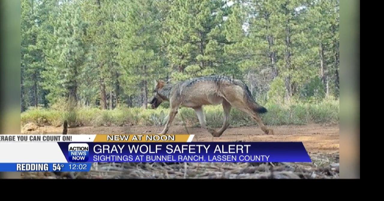 Bureau off Land Management issues wildlife safety notice for gray ...