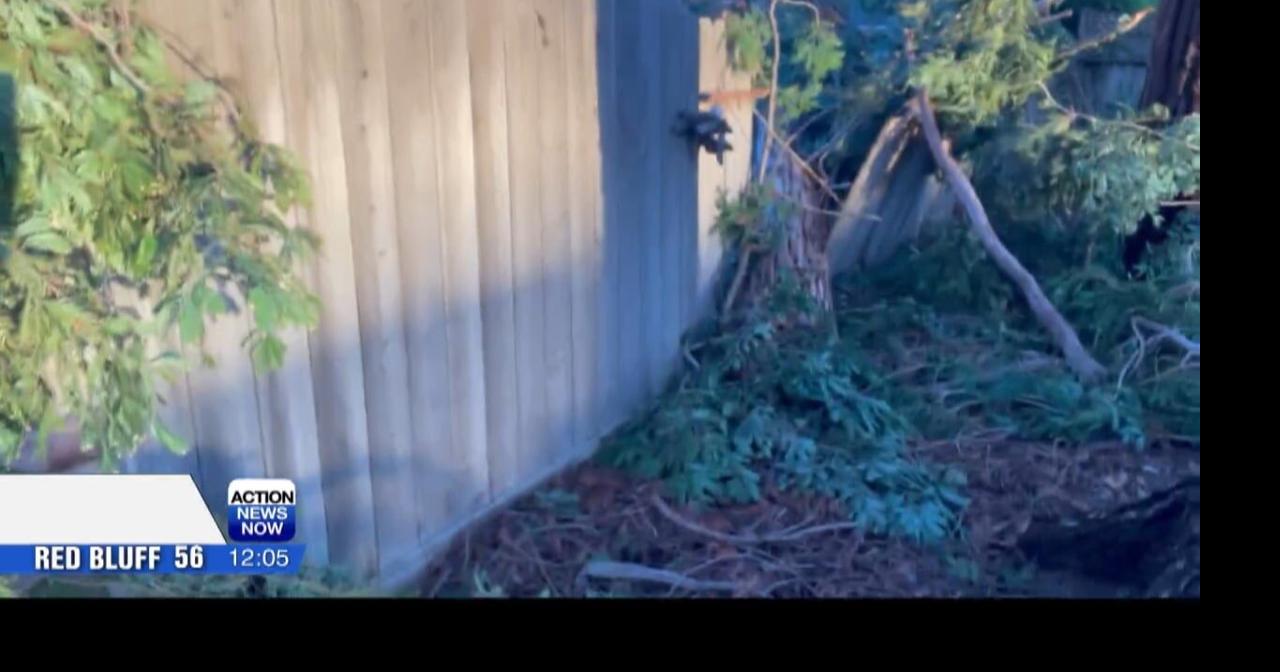 Two redwood trees split and crash into backyard in Chico | Video ...