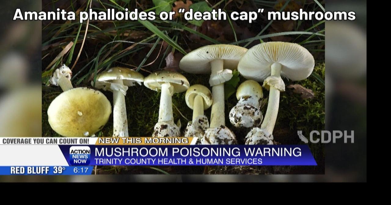 Trinity County Health and Human Services issues warning for poisonous ...