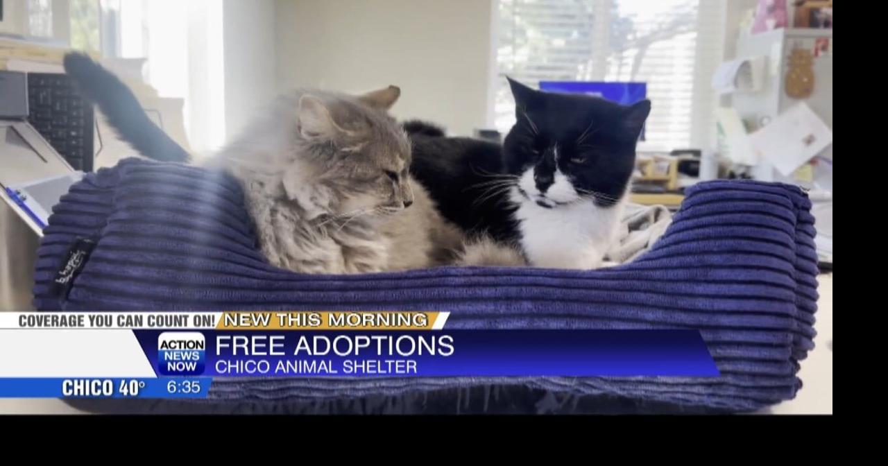 Chico Animal Shelter holding free adoption event | Video ...