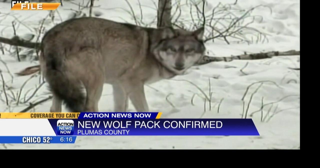 New wolf pack spotted in Plumas County | Video | actionnewsnow.com