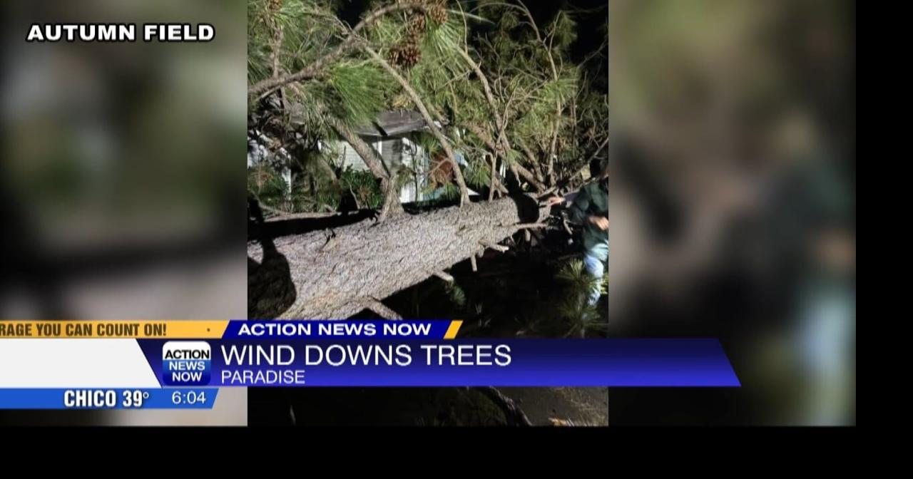 Gusty winds topple trees in Paradise and Magalia early Monday | Video ...