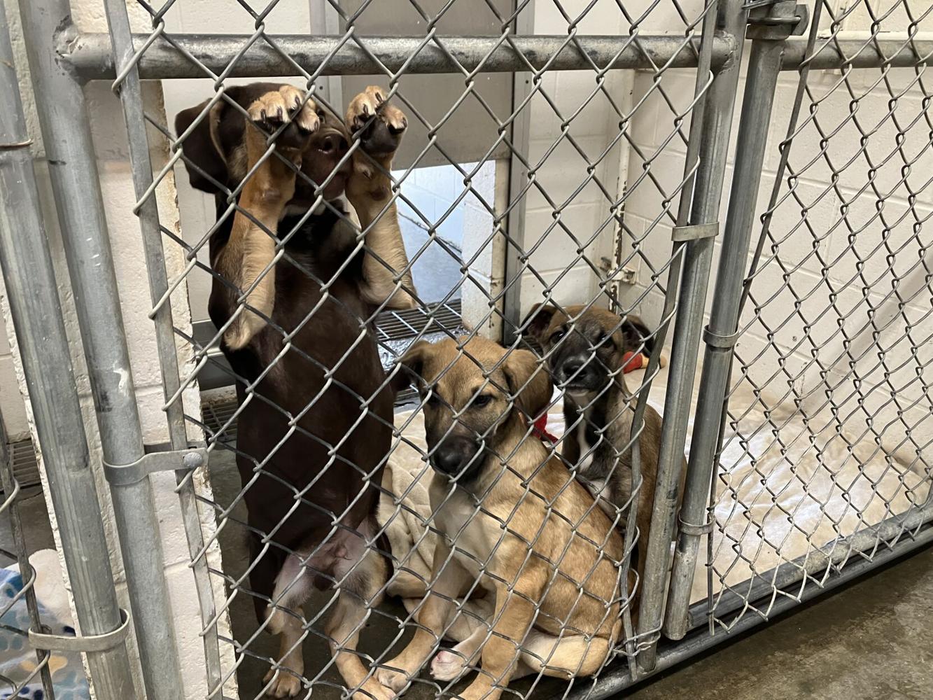 Shasta Lake Animal Shelter doing everything it can find fur-ever homes ...