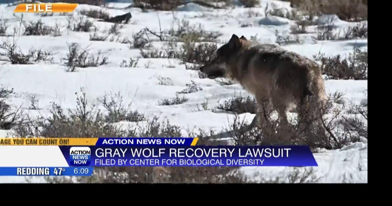 Lawsuit challenges U.S. decision on gray wolf recovery plan | Video ...
