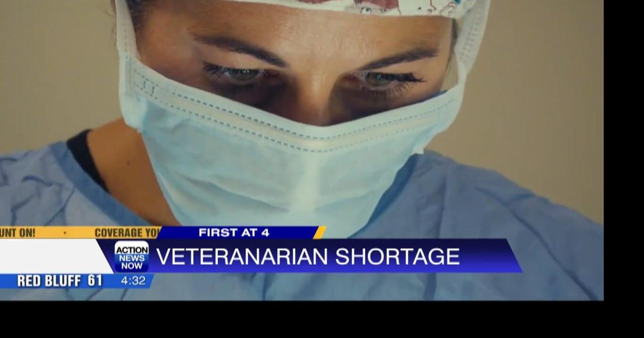Veterinarian shortage may be impacting your pets health | News ...
