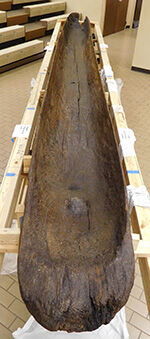 Ancient canoe to anchor new exhibit | News | advantagenews.com