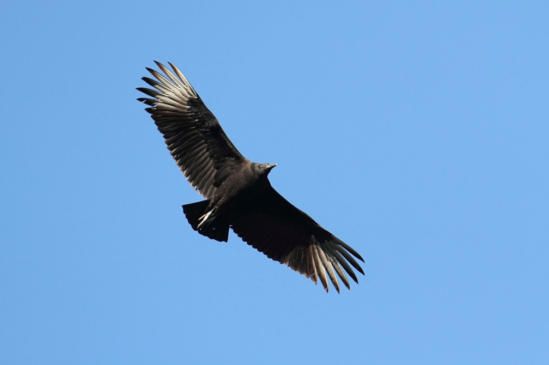 Aggressive black vultures continue to spread northward into Illinois ...