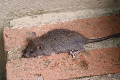 Experts say rodents will continue to invade Illinois homes as cold snap ...