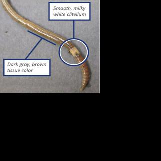 Worm pest detected in Madison County | Local News | advantagenews.com