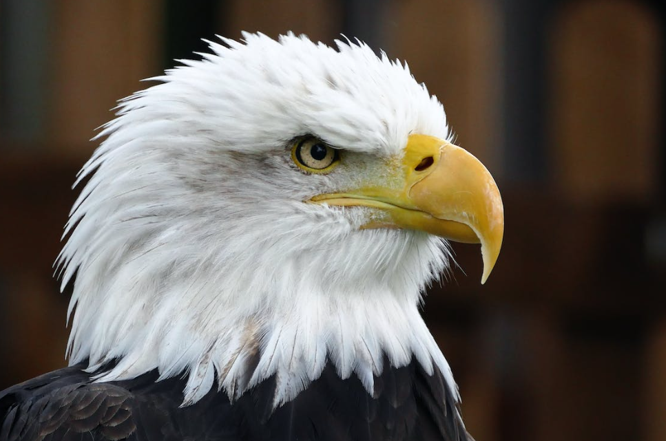 Eagle shuttle tours return in January | Local News | advantagenews.com