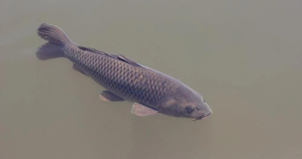 Black carp spreading through the Midwest threatens Illinois waterways ...