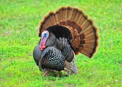 Big turkey harvest during Illinois' spring session | Local News ...