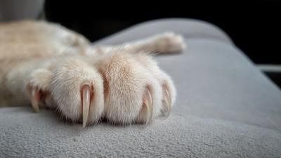 cat declawing illinois