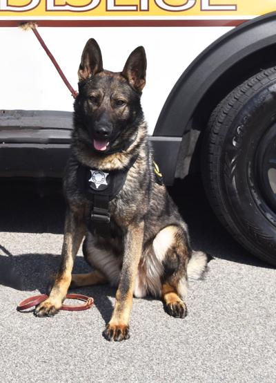 Police dog Ares passes away | Local News | advantagenews.com