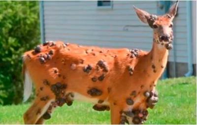 State offering free deer meat testing for chronic wasting disease ...