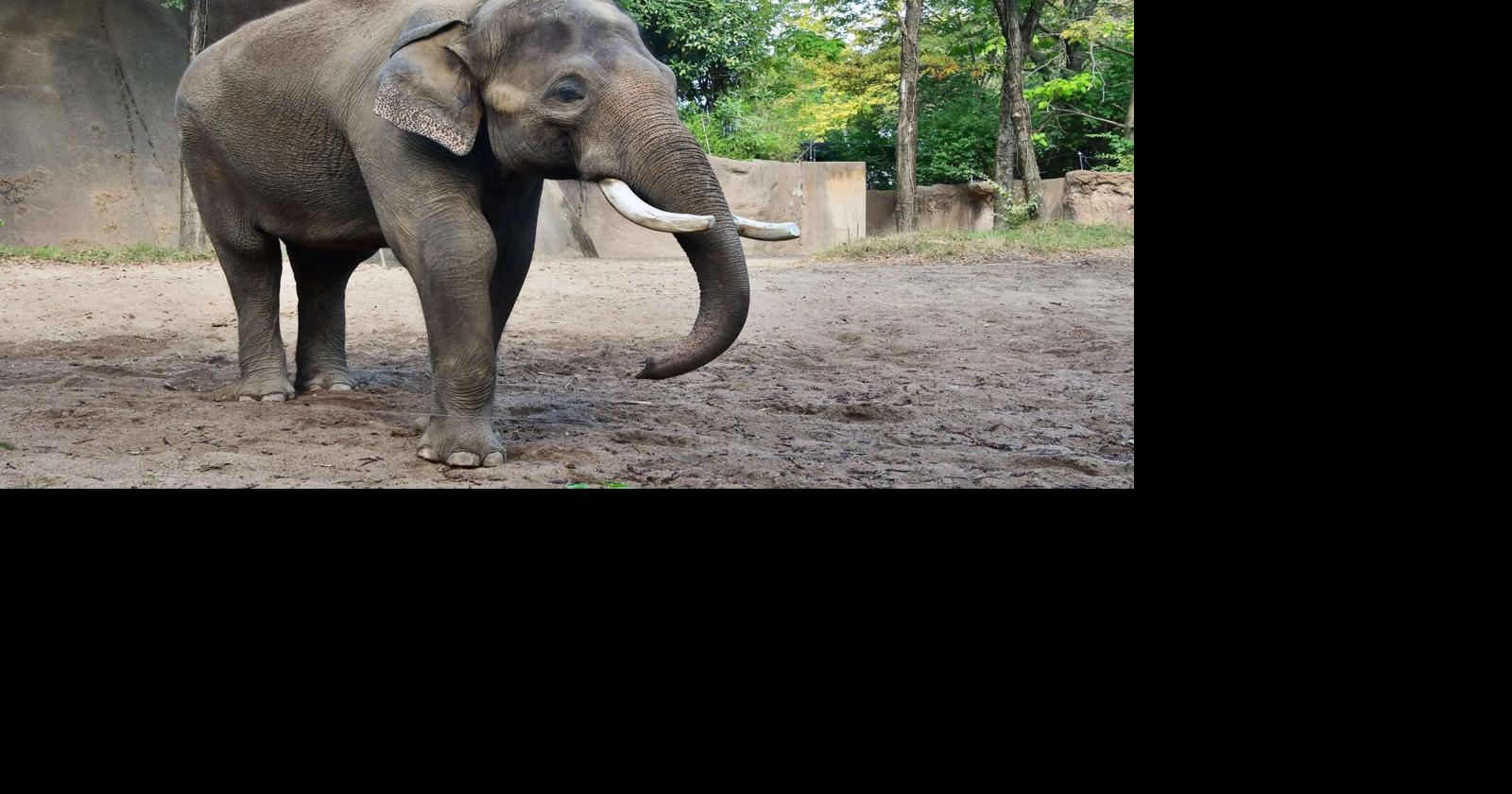 Raja moving out of St. Louis Zoo | Local News | advantagenews.com